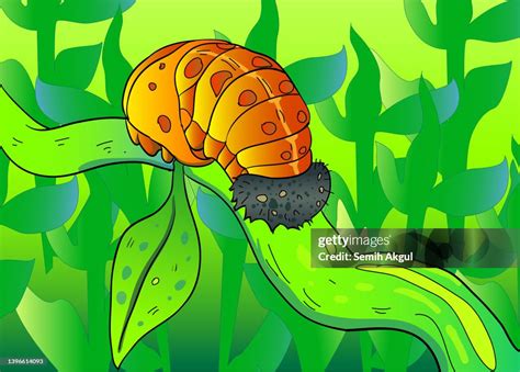 Ladybug Cocoon Insect Stage Biological Process Vector Illustration High