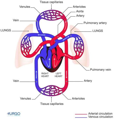 What Is Double Circulation Class 10 CBSE Class Notes Online