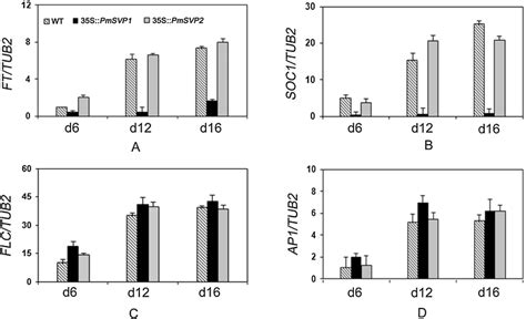 Expression Analyses Of Different Flowering Time Genes In Transgenic