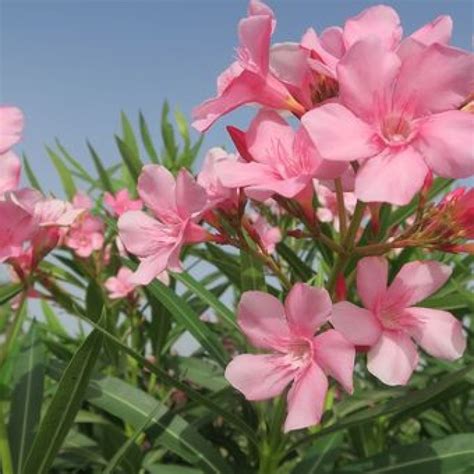Ternyata 5 Bunga Yang Cantik Ini Beracun Riau24