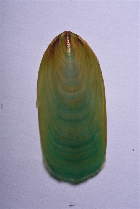 How Can I Calculate The Volume Of An Invertebrate Shell