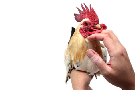 Docile Vs Dominant What S The Difference This Vs That