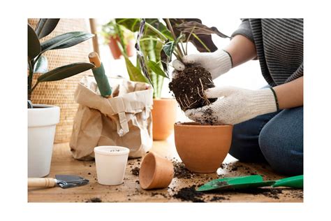 A Beginners Guide To Repotting Houseplants Leaf Culture
