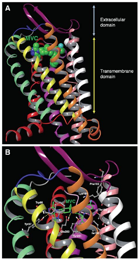 Structure Of Ccr5 And A Ccr5 Inhibitor Mvc Bound In The Hydrophobic
