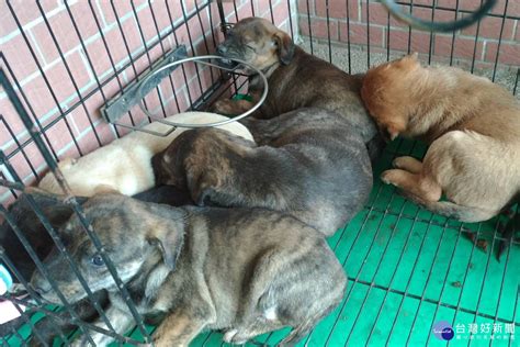 發展毛小孩專長 動物之家：適才適所提高認養率 台灣好新聞 Taiwanhot