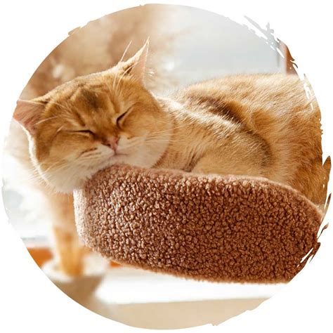 Pets Thing 挪威風劍麻貓抓柱跳台貓樹 普通5層款｜81cm The Club Shopping