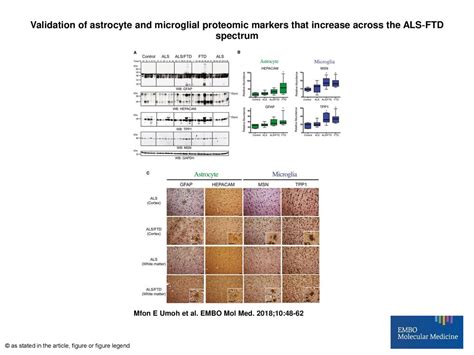 Validation Of Astrocyte And Microglial Proteomic Markers That Increase