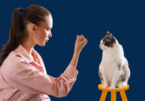Make Your Cat Listen To You Know How To Discipline A Cat
