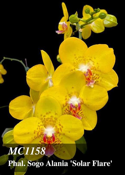 Phal Sogo Alania Solar Flare Haur Jin Princess X Sogo Meili