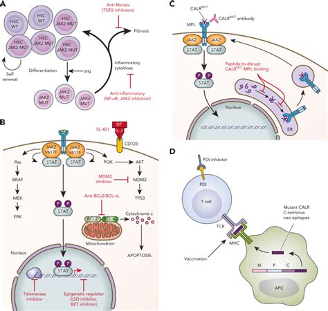 Myeloproliferative Neoplasm Wikiprojectmed