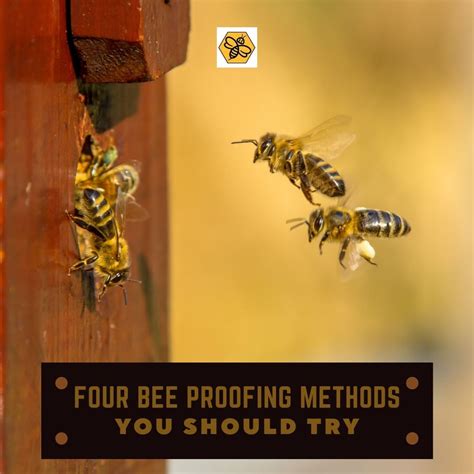 Bee Removal Orange County Shows Us Four Bee Proofing Methods You Should Try