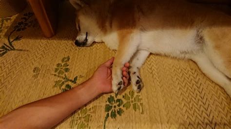 おててつないで こいるとひなの ときど記