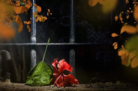 When To Prune Hibiscus Plant Green Packs