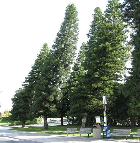 Scientists Solve Reason Pine Trees Point Towards Equator Daily Mail