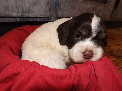Cocker Spaniel Poodle Puppies Double Creek Farm