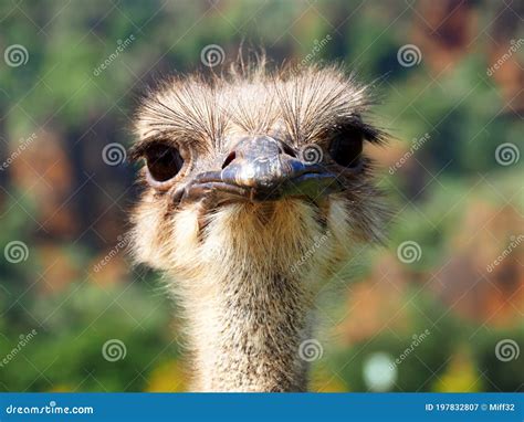 A Cute Ostrich Stock Image Image Of Grass Africa Farmland 197832807