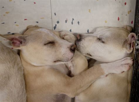 Aussie Pitbull Mix