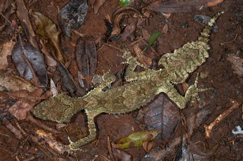 Border Ranges Leaf Tailed Gecko Queensland Museum