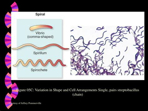 Ppt Microbial Growth Powerpoint Presentation Free Download Id4045666