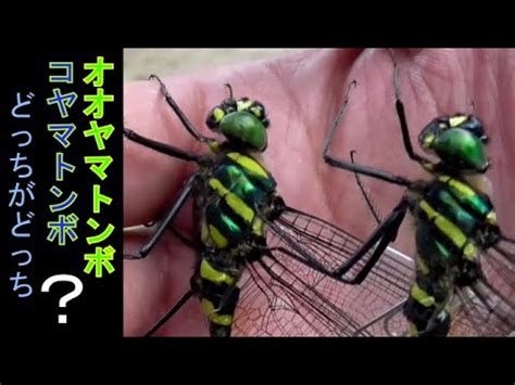 勝ち虫チャンネル宮城県で獲れるトンボ 32 YouTube