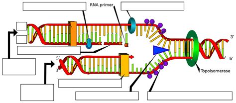 Label A Dna Replication Graphic