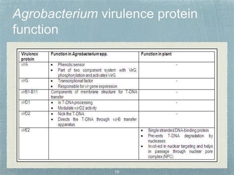 Plant Expression Vectors Pptx