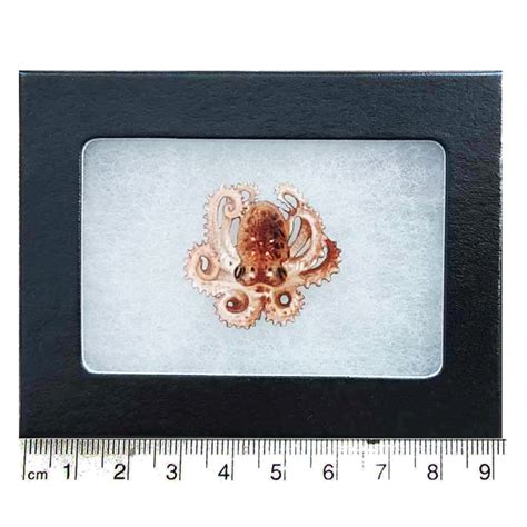 Bicbugs Octopus Briareus Replica Framed Pink Orange Caribbean Reef Octopus