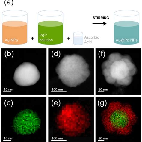 A Schematic Representation Of Aupd Coreshell Nps Stem Bdf Download Scientific Diagram