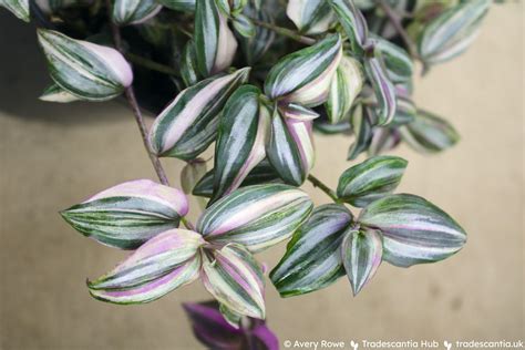 ‘Danny Lee’ • Tradescantia Hub