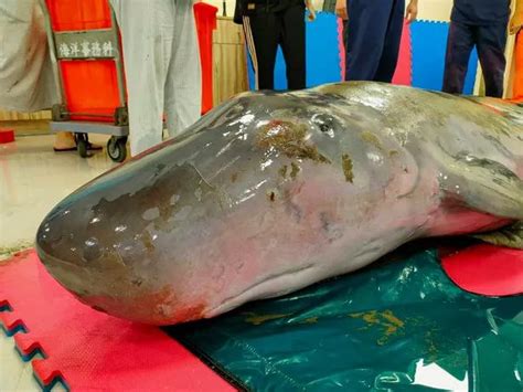 Exploding Sperm Whale