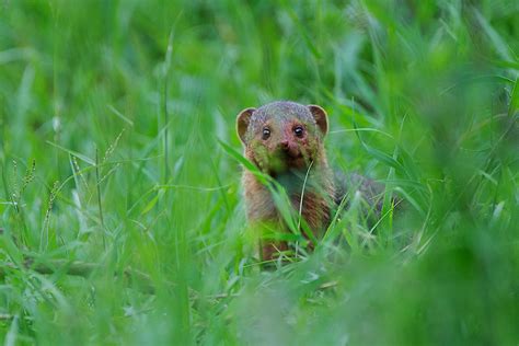 Dwarf Mongoose Sean Crane Photography Dwarf Mongoose Sean Crane Photography