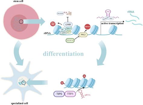 Active Rdna Transcription For Self Renewal Of Stem Cells Multiple