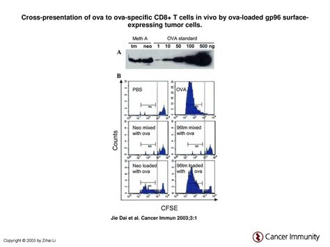 Cross Presentation Of Ova To Ova Specific CD8 T Cells In Vivo By Ova Loaded Gp96 Surface