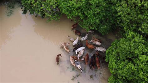 Aerial View Flood Happen Near Cow Farm 20576261 Stock Video At Vecteezy