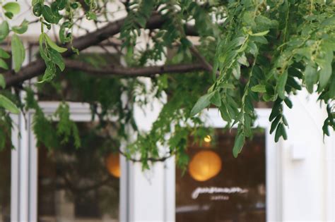 A Permanent Home Persimmon Coffee