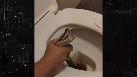 Man Says Python Bit His Balls While He Was Sitting On Toilet Shares