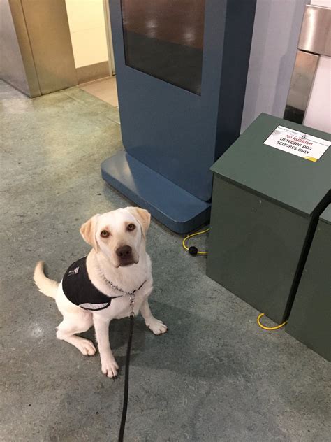 Mpi Detector Dogs Added A New Photo Mpi Detector Dogs
