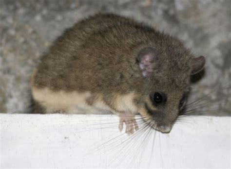 Снимки за раличаване на сънливците и съселите — Бран Инсект