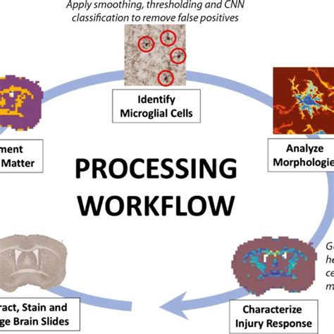 Processing And Classification Workflow Download Scientific Diagram