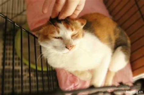 粘人懂事花喵找主人 领养猫咪