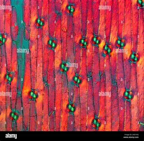 Polarised Light Micrograph Of Iris Sp Plant Tissue Showing The Stomata