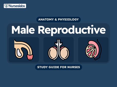 Female And Male Reproductive System Diagram Quiz