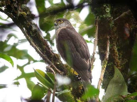 Sharp Shinned Hawk Birdforum Opus Birdforum
