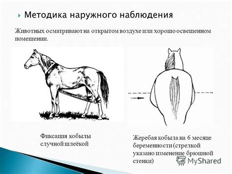 Презентация на тему 1 яичник 2 яйцепровод 3 рог матки 4
