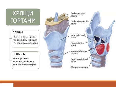Гортань и методы ее исследования Online Presentation