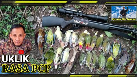BERBURU PUNAI DI POHON BERINGIN PAKAI UKLIK Pulang Makan Bareng