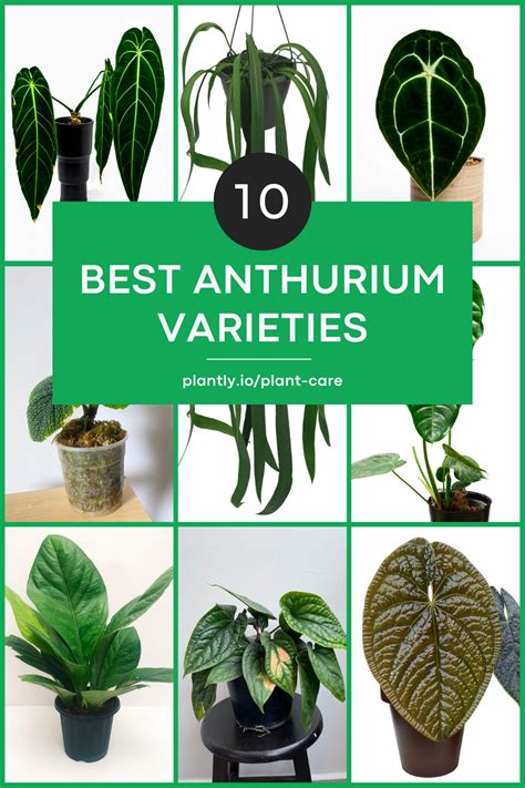 Best Anthurium Varieties You Can Grow At Home Plantly Anthurium