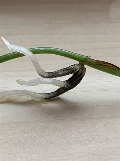 Whats On My Roots R Houseplants