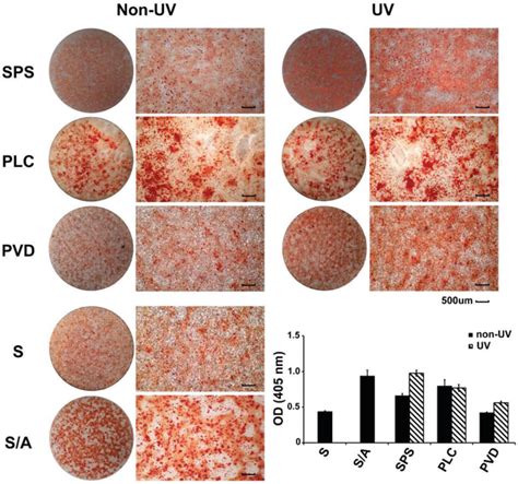 Osteogenic Differentiation Of Osteoblasts Assessed By Alizarin