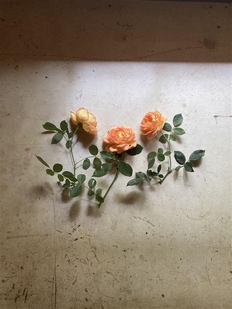 Diy Earthbox Style 5 Gallon Bucket Planters R Containergardening